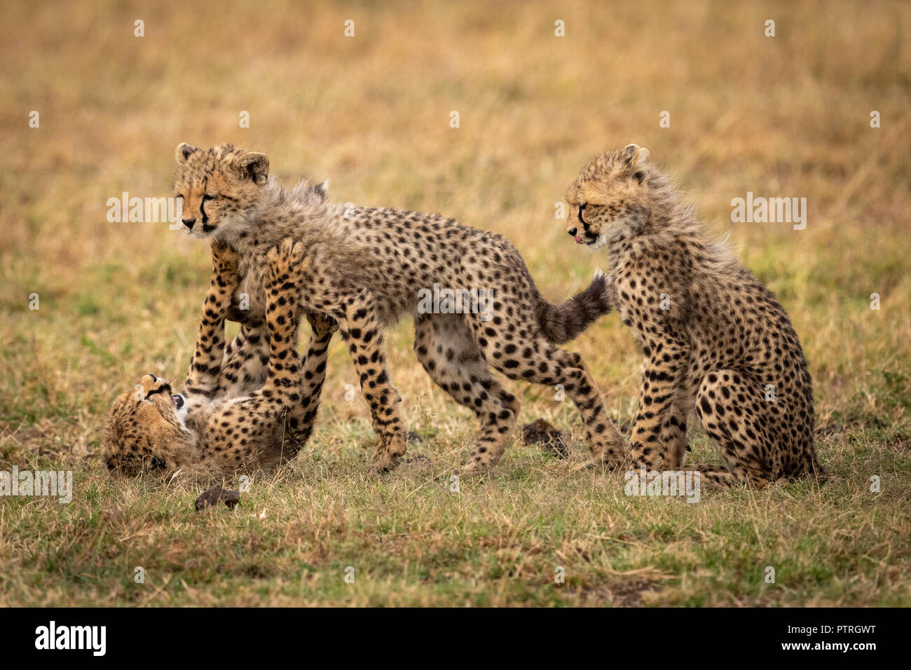 Cheetah cub sits as siblings play fight Stock Photo - Alamy