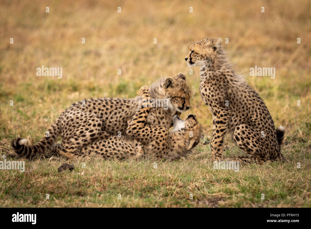 Cheetah cub sits while others play fight Stock Photo - Alamy