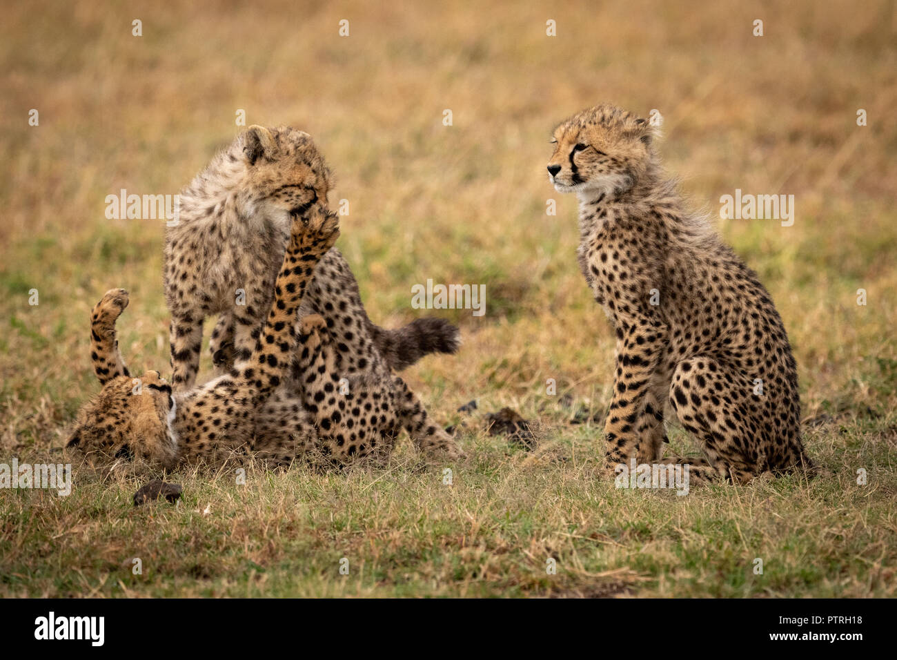Cheetah cub sitting as others play fight Stock Photo - Alamy