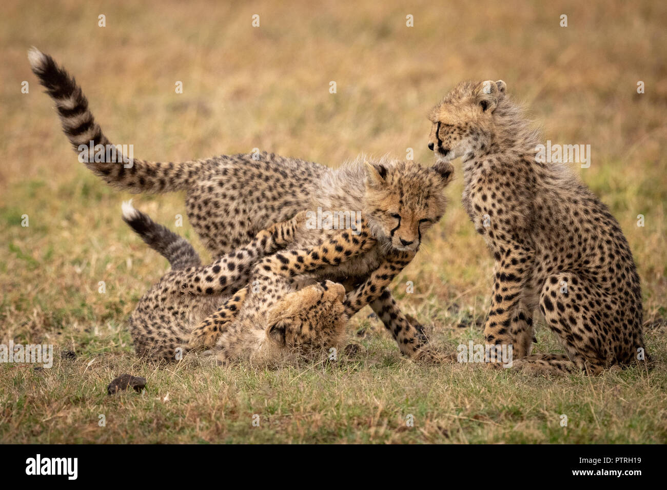 Young cheetah fighting hi-res stock photography and images - Alamy