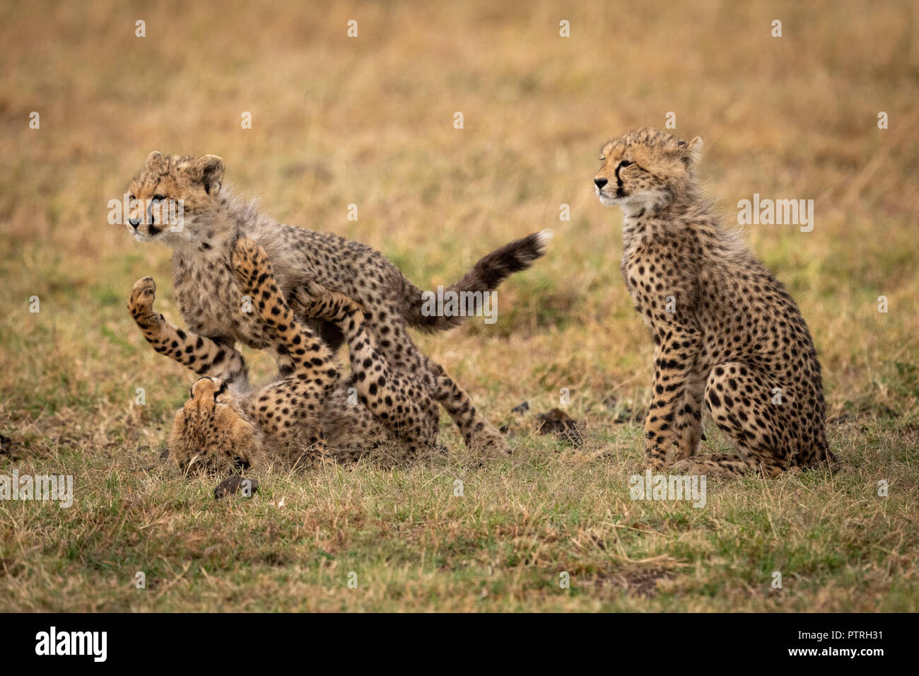 Cheetah cub sitting while others play fight Stock Photo - Alamy