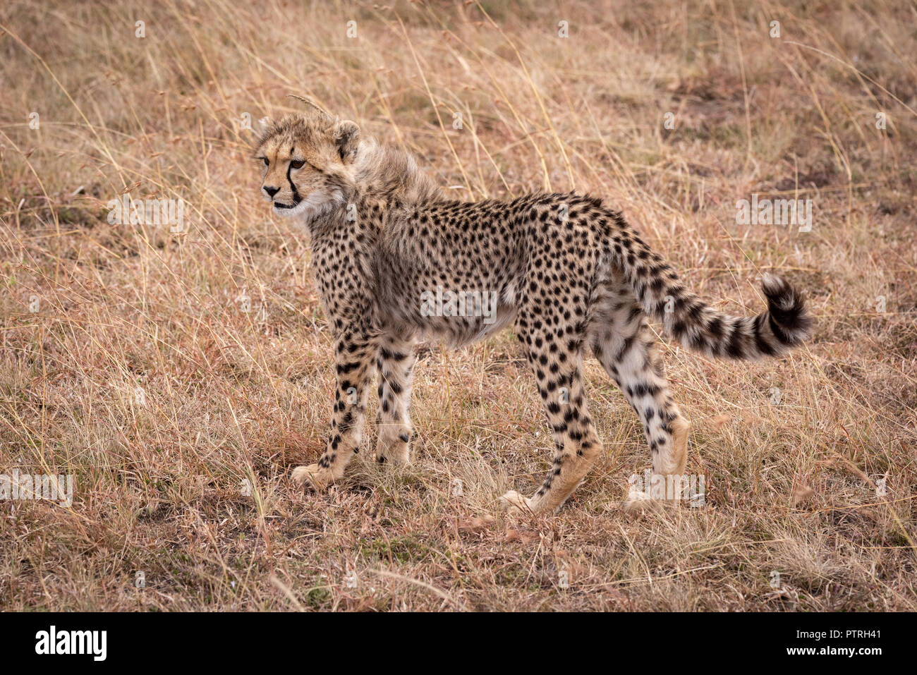 Cheetah cub standing in grass looking left Stock Photo - Alamy