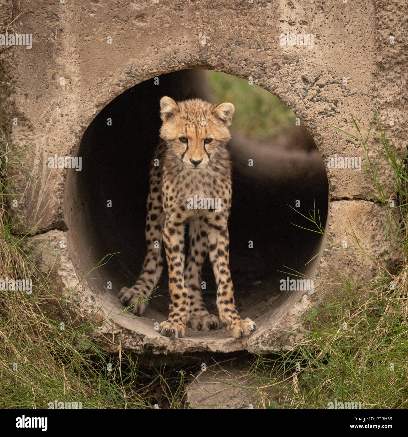 Cheetah cub standing in pipe looks down Stock Photo - Alamy