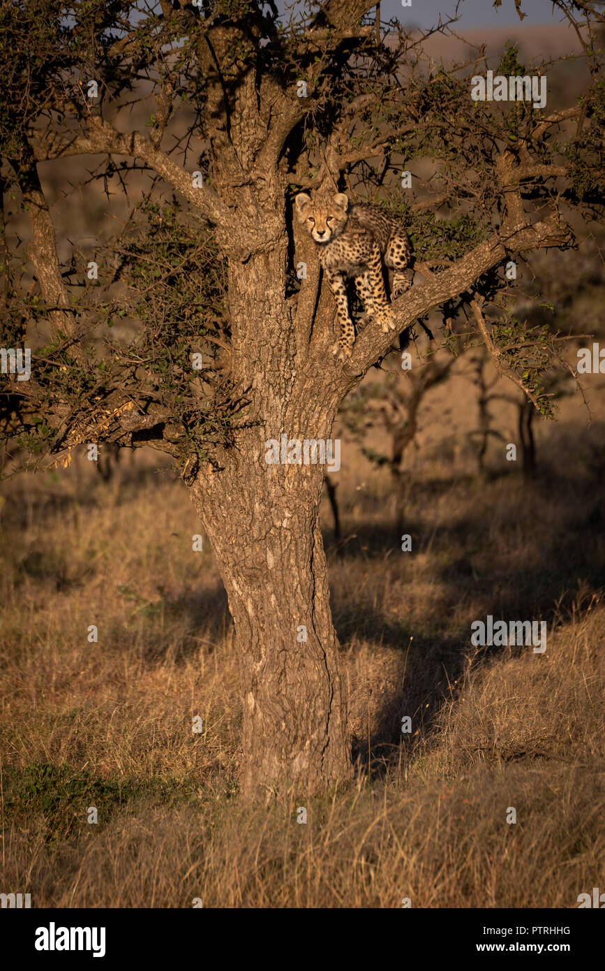 Cheetah on tree branch hi-res stock photography and images - Alamy