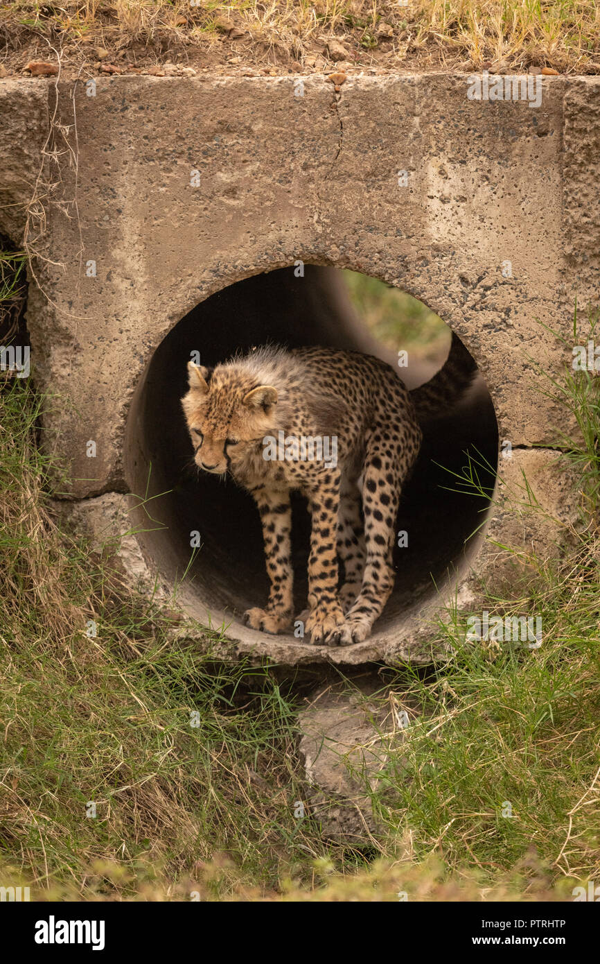 Cheetah cub stands at entrance to pipe Stock Photo - Alamy