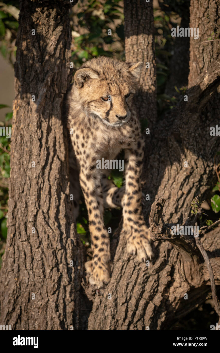 Cheetah cub stands in tree looking down Stock Photo - Alamy