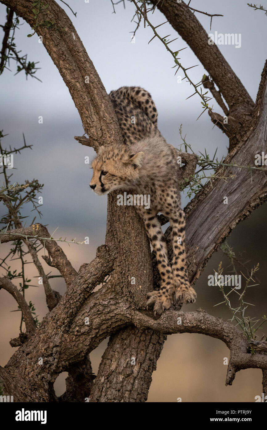 Cheetah cub stands in tree looking left Stock Photo - Alamy
