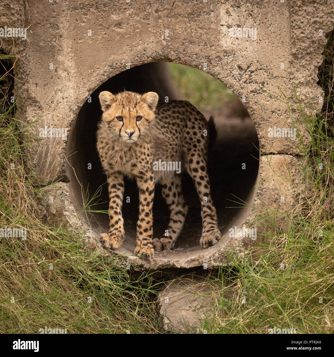 Cheetah cub staring out from concrete pipe Stock Photo - Alamy