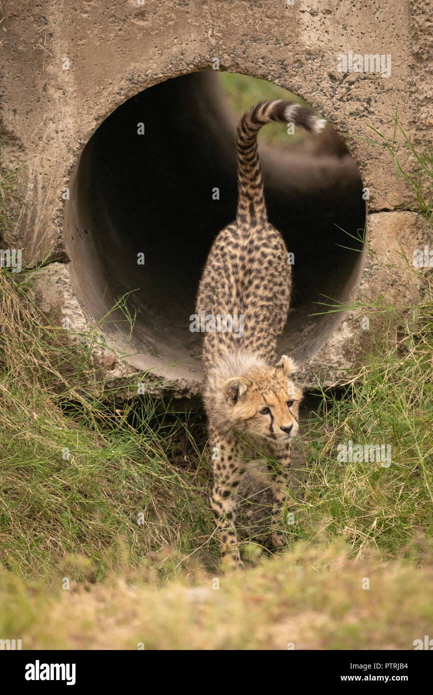 Cheetah cub steps out of concrete pipe Stock Photo - Alamy