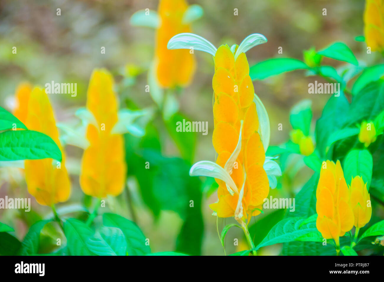 Jungle Flowers Names