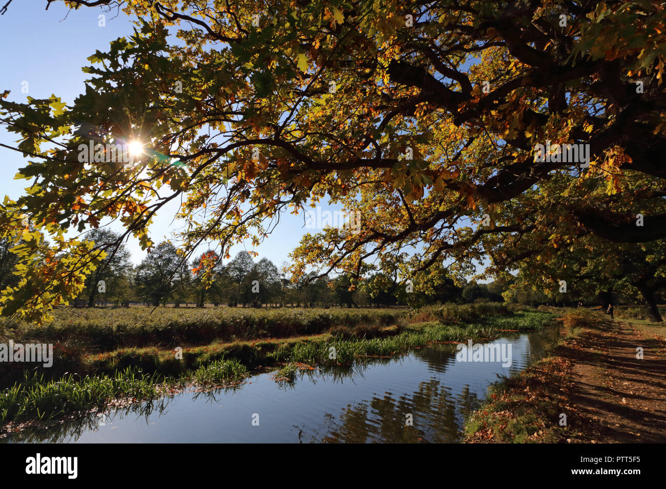 Bushy Park London England UK. 10th October 2018. The autumn sun shines through the leaves of a ...