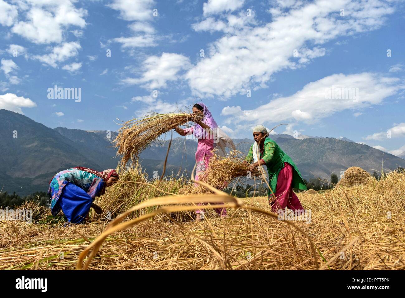 Reaping rice hi-res stock photography and images - Alamy