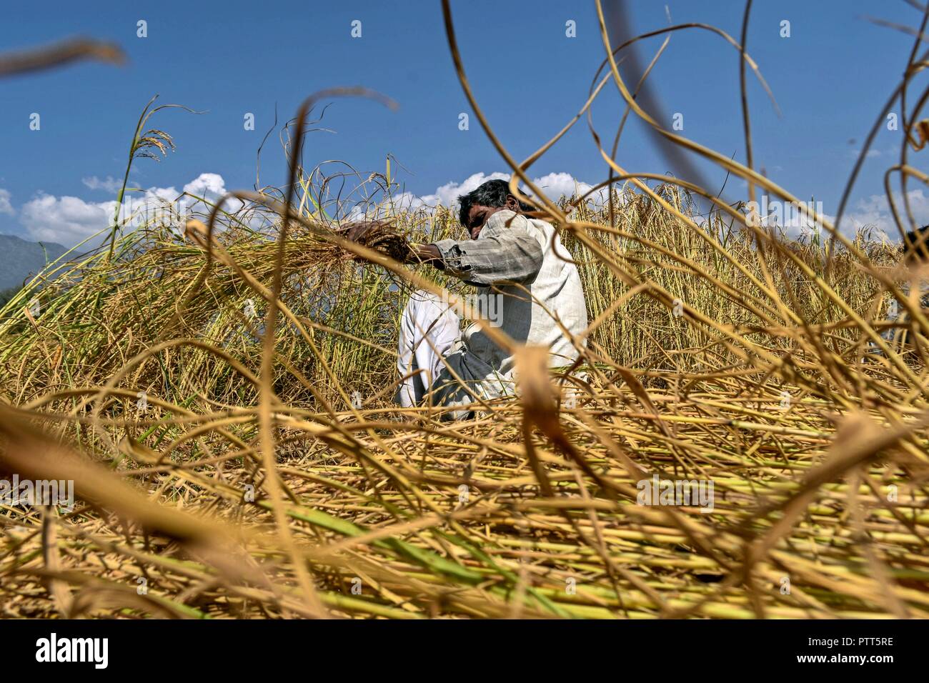 October 10, 2018 - Ganderbal, J&K, India - A laborer Seen reaping paddy ...