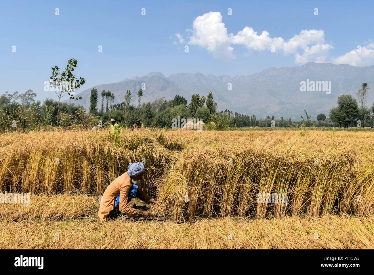 October 10, 2018 - Ganderbal, J&K, India - A laborer seen reaping paddy ...