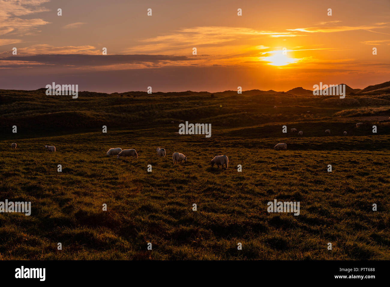 Spoiled evening hi-res stock photography and images - Alamy