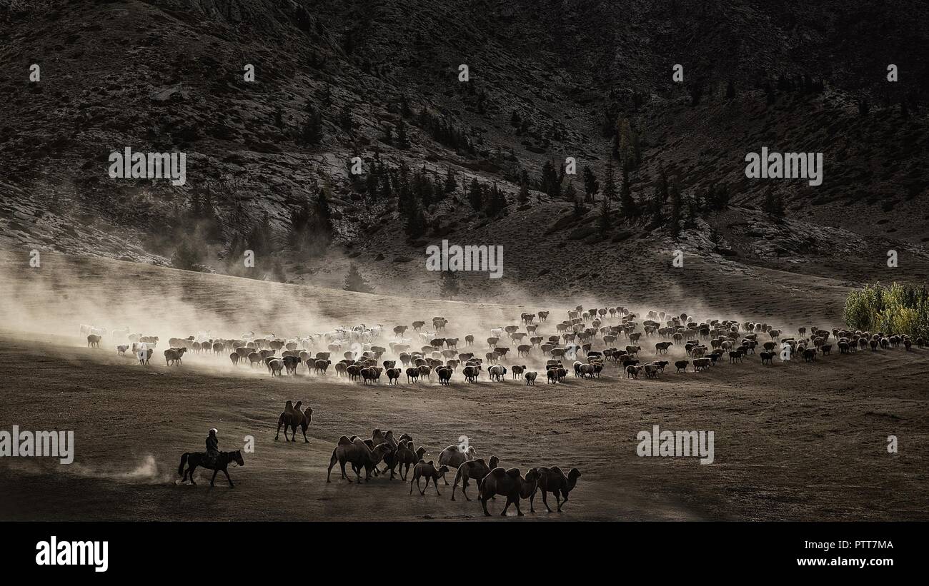 Aletai, Aletai, China. 10th Oct, 2018. Aletai, CHINA-Herdsmen pasture ...