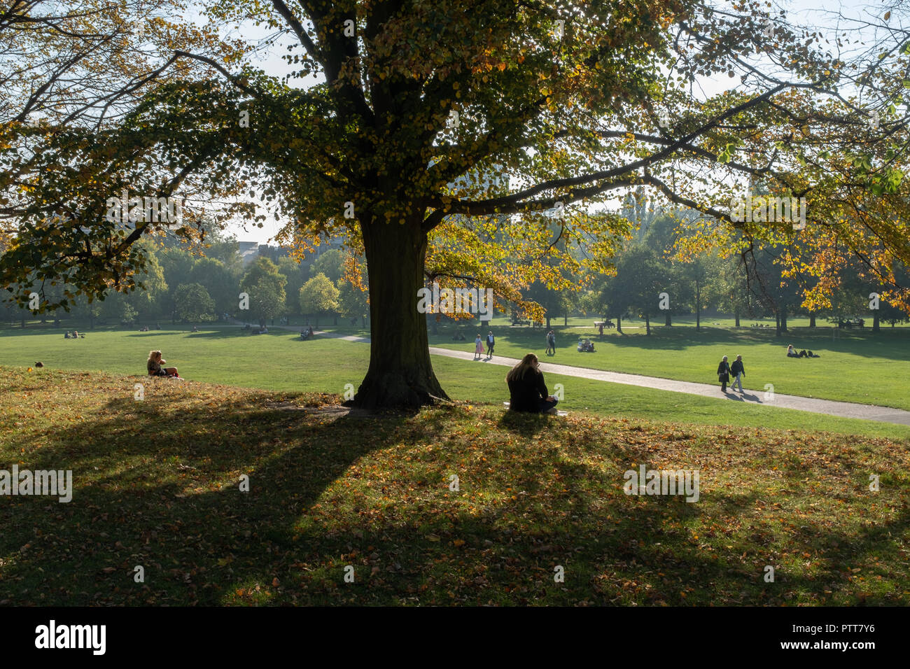Uk heatwave leaves trees hi-res stock photography and images - Alamy