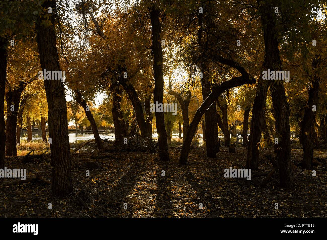 Ejin Banner, China's Inner Mongolia Autonomous Region. 10th Oct, 2018 ...