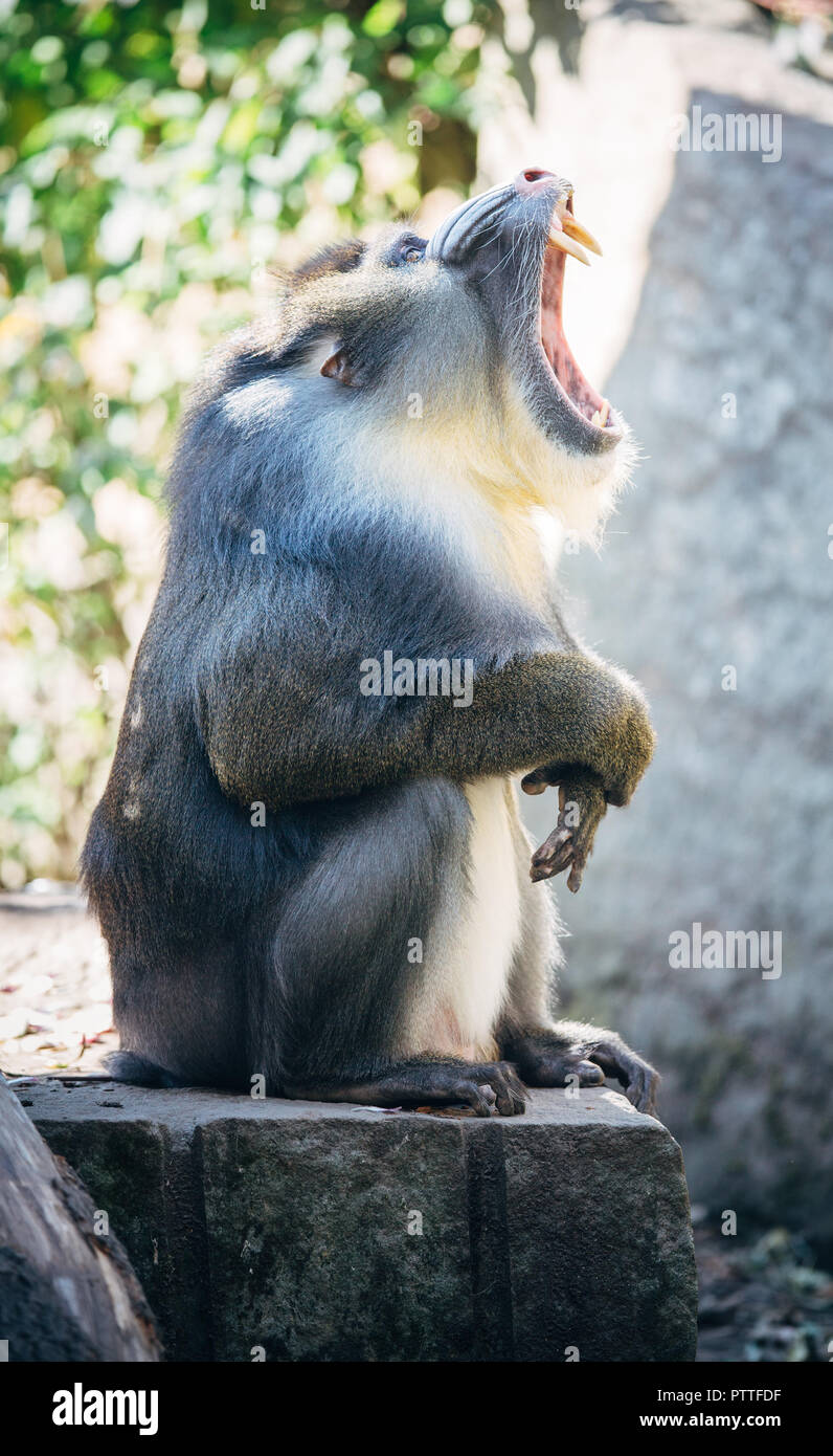 Mandrill affe hi-res stock photography and images - Alamy