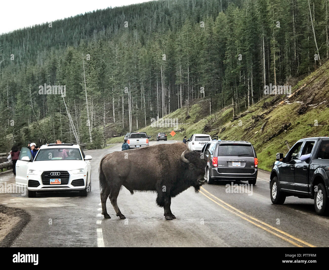 Bison near cars hi-res stock photography and images - Alamy