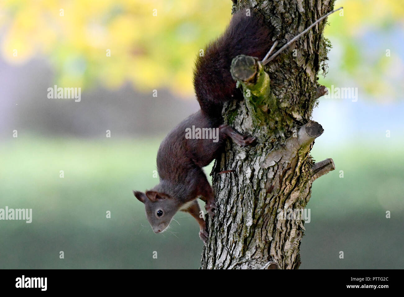 11 October 2018, Schleswig-Holstein, Aukrug-Homfeld: A squirrel climbs ...