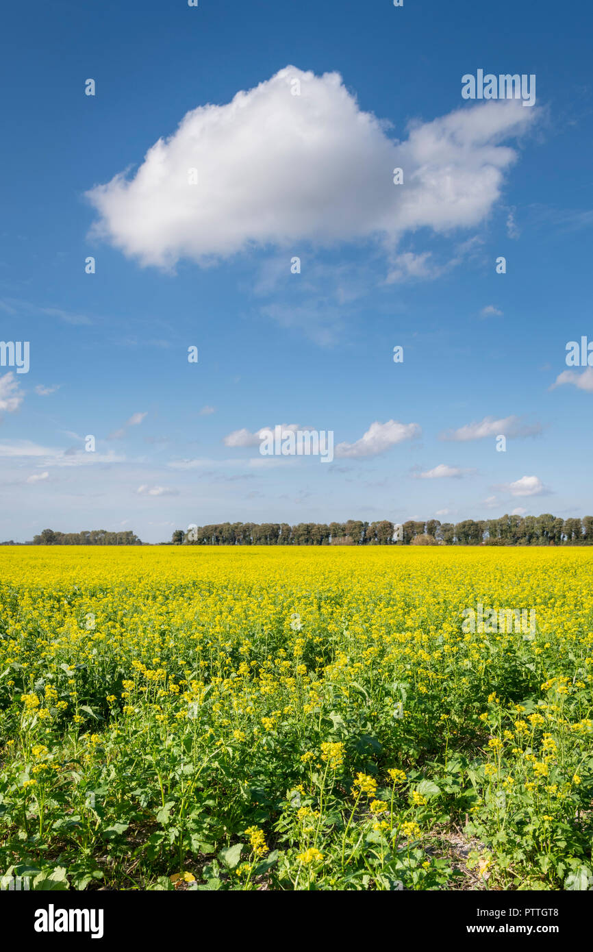 Fen farming hi-res stock photography and images - Alamy