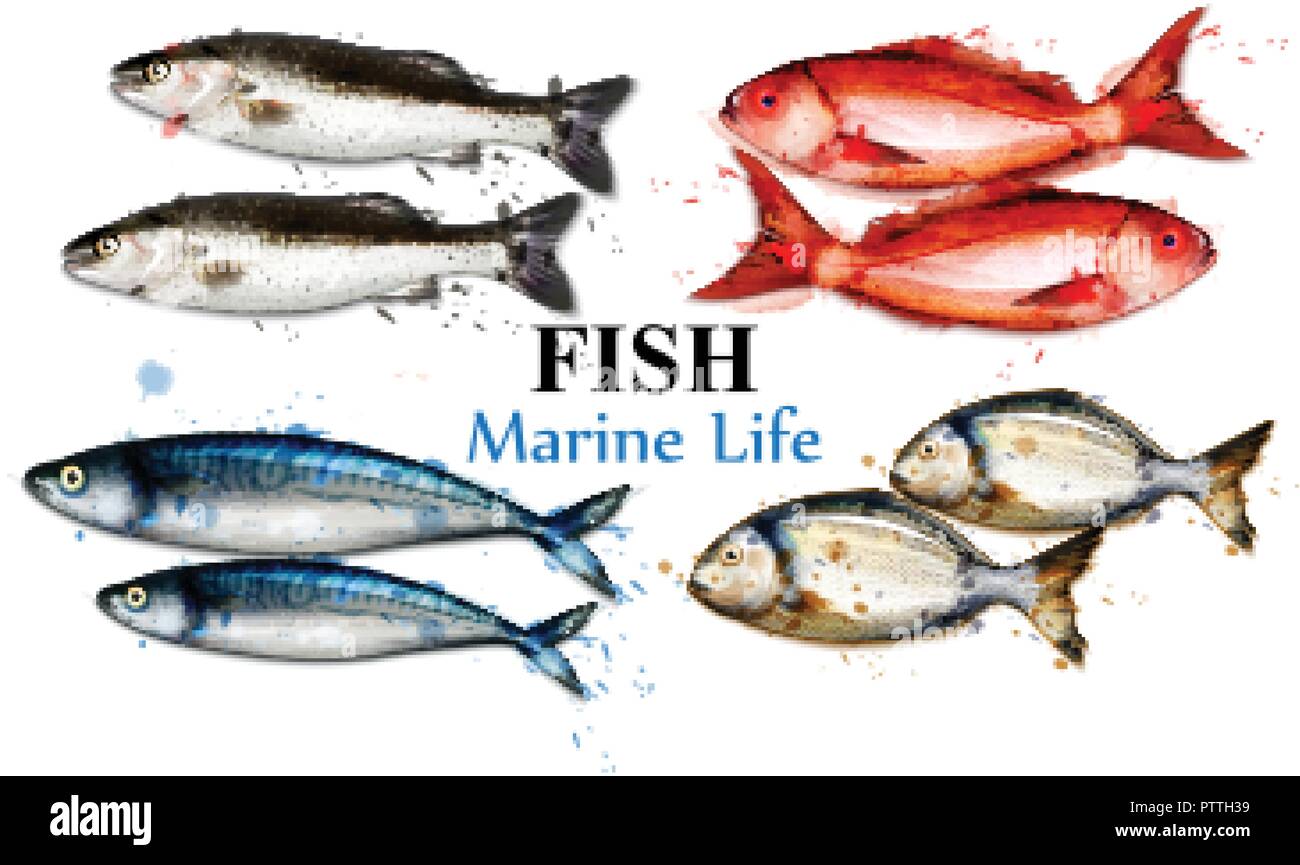 Watercolor colorful fish set collection Vector. Isolated fish detailed ...