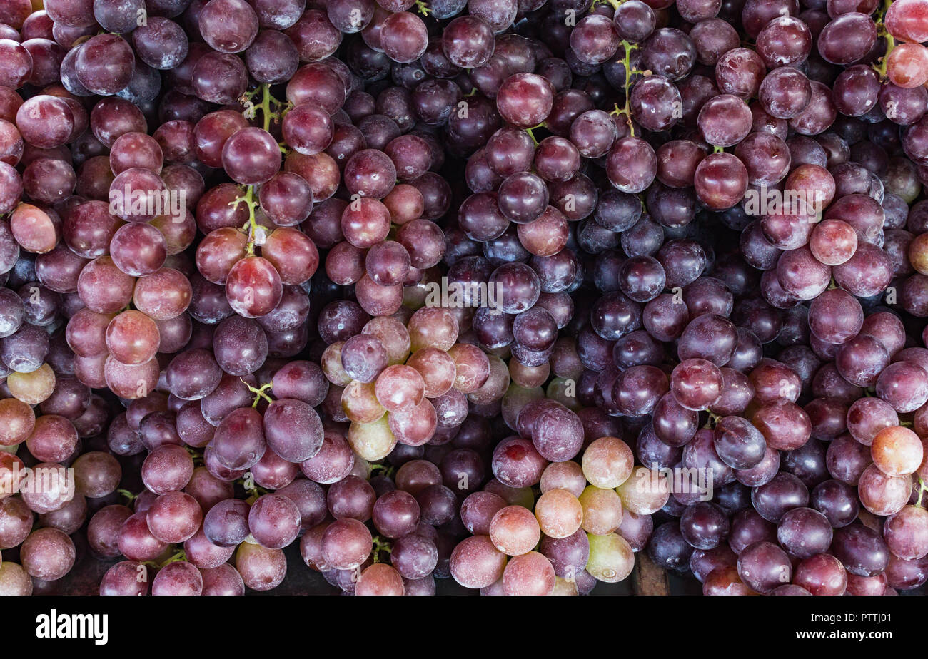 Vineyard winter grapes niagara hi-res stock photography and images - Alamy