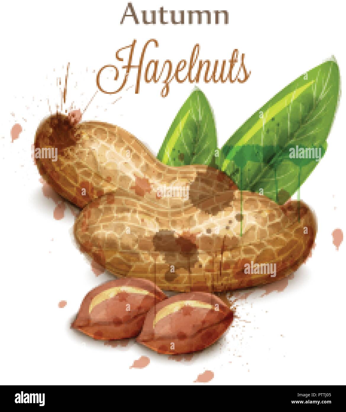 Peanuts Vector watercolor isolated on white. Painted style illustration ...