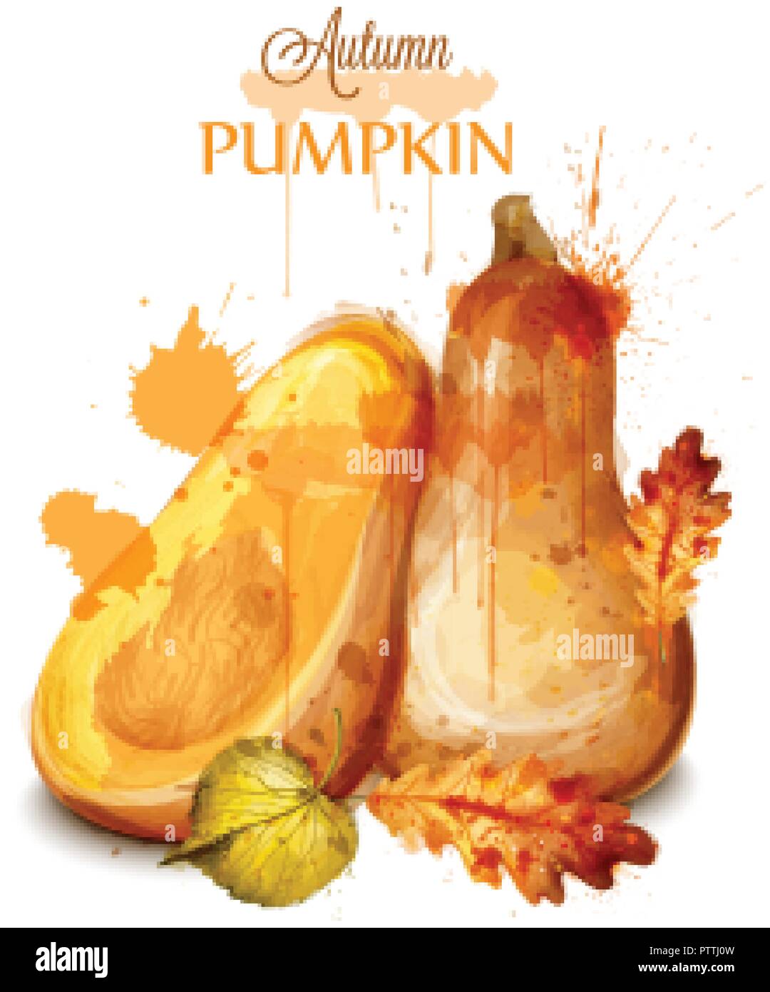 Pumpkin watercolor isolated Vector. Fall season painted style ...