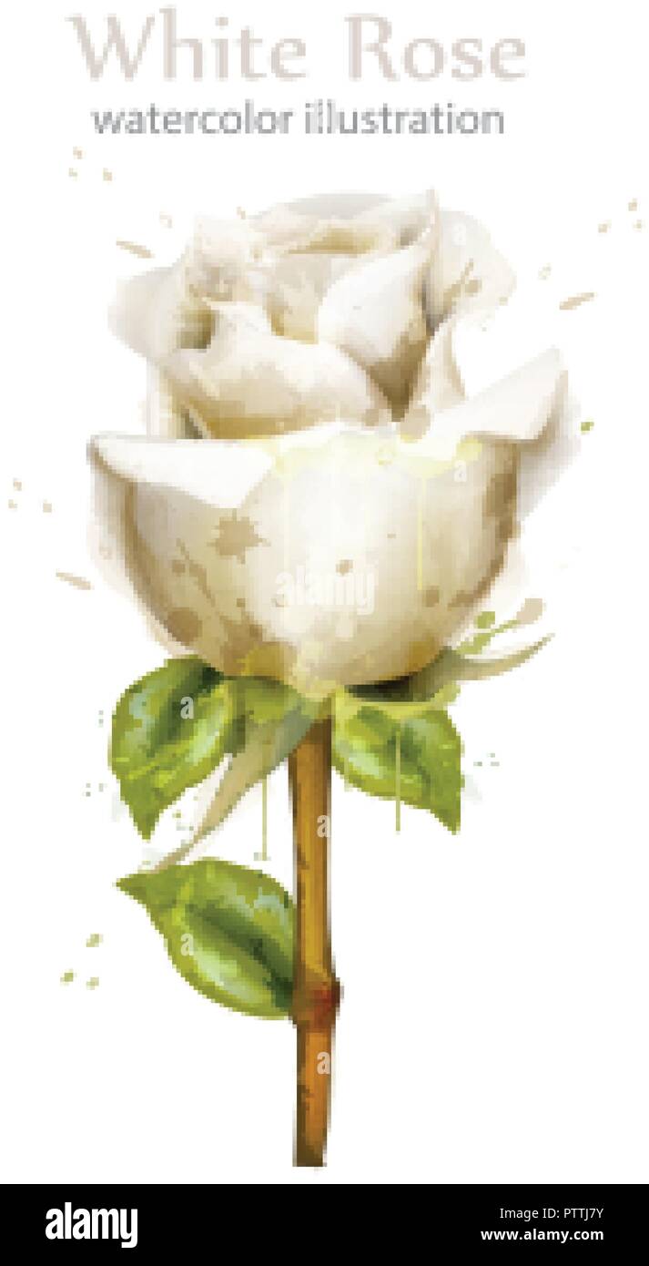 Watercolor white rose isolated Vector. Beautiful detailed flower ...