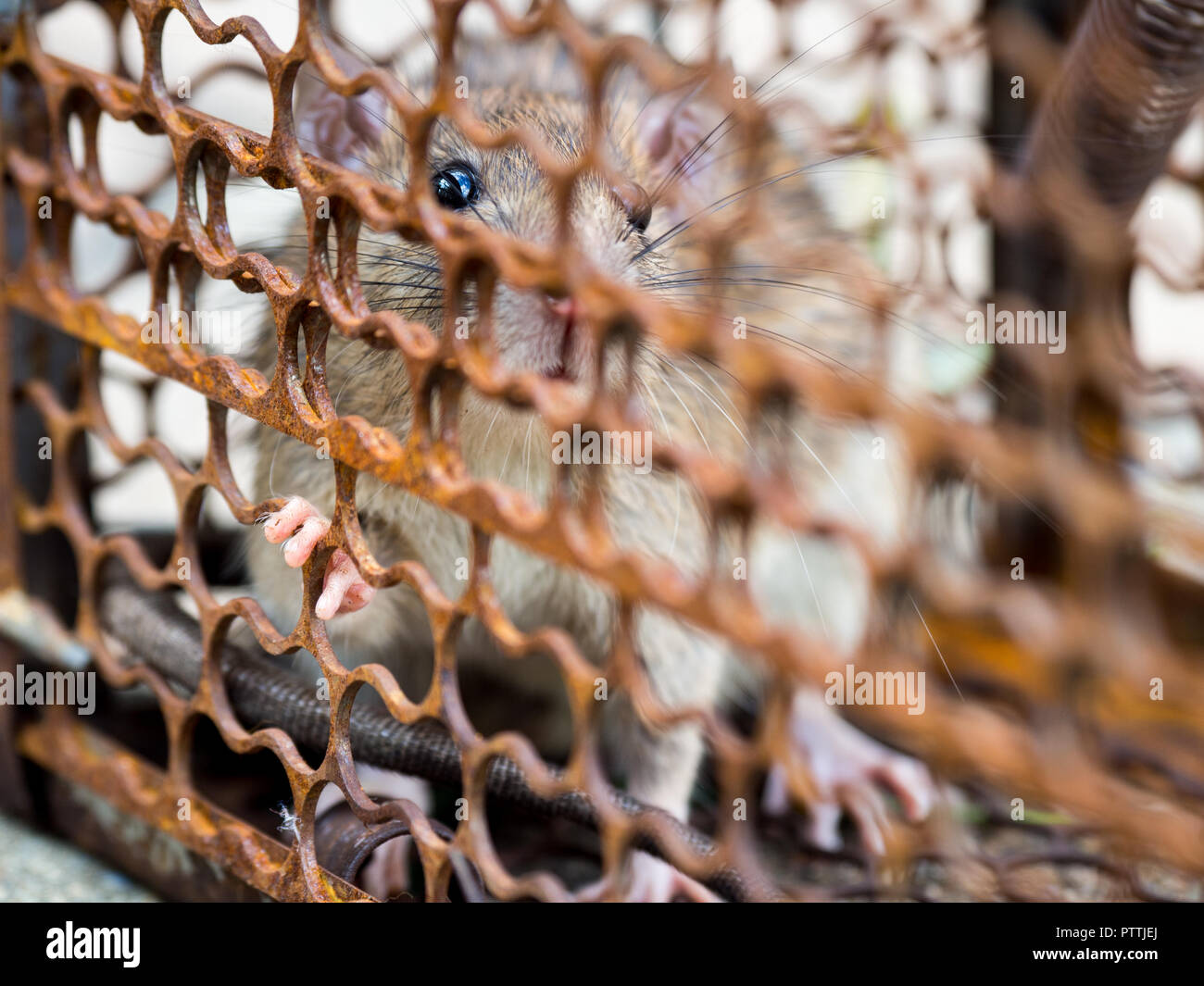 The rat was in a cage catching. Rat has contagion the disease to humans ...