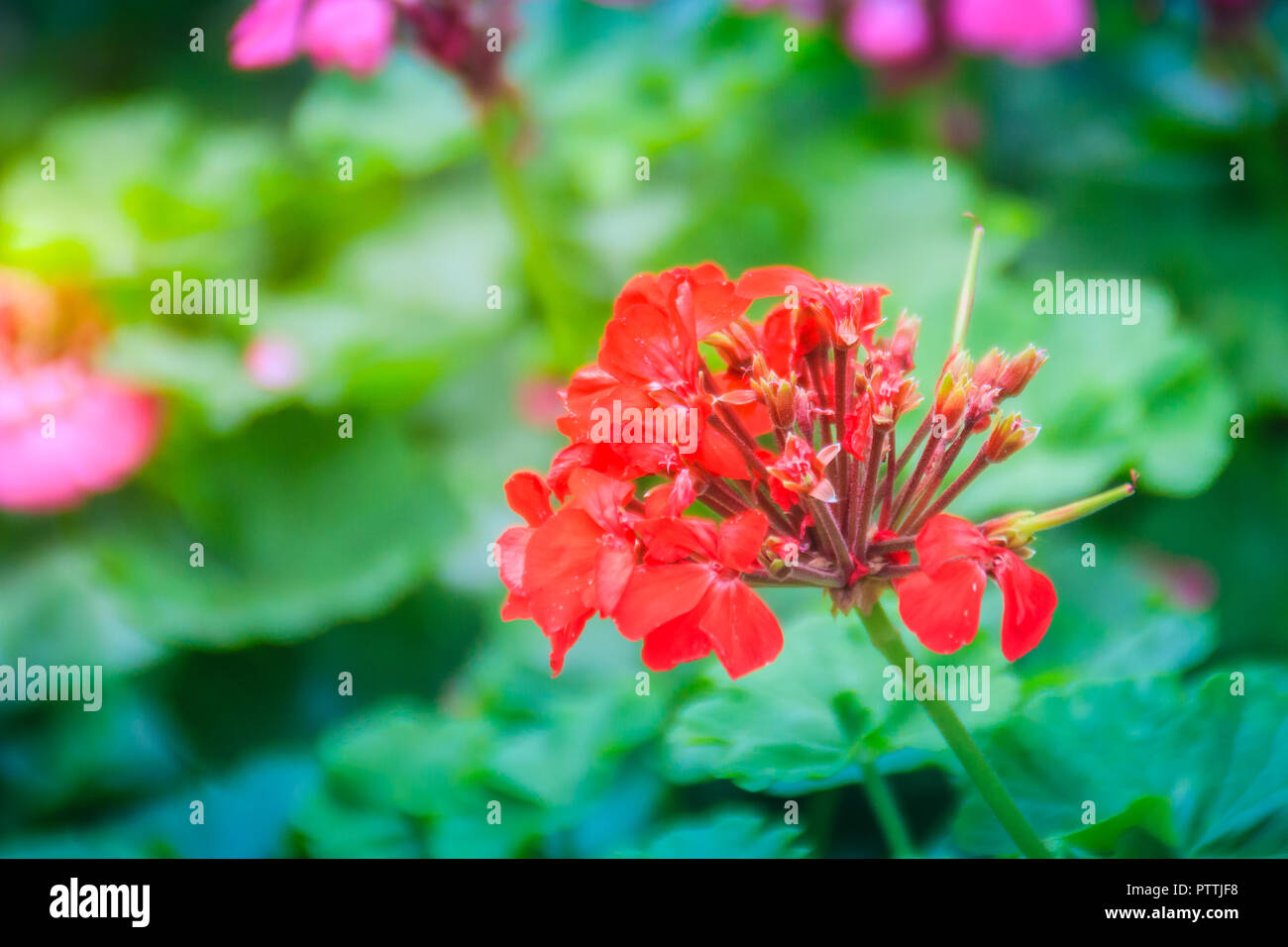Red zonal geranium (Pelargonium zonale) flower with green leaves ...