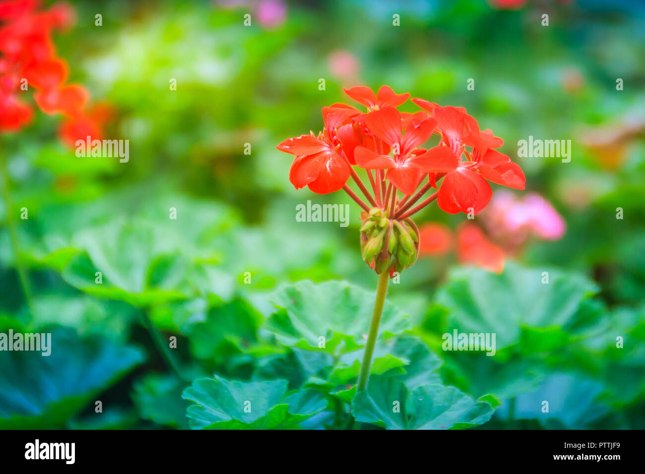 Red zonal geranium (Pelargonium zonale) flower with green leaves ...