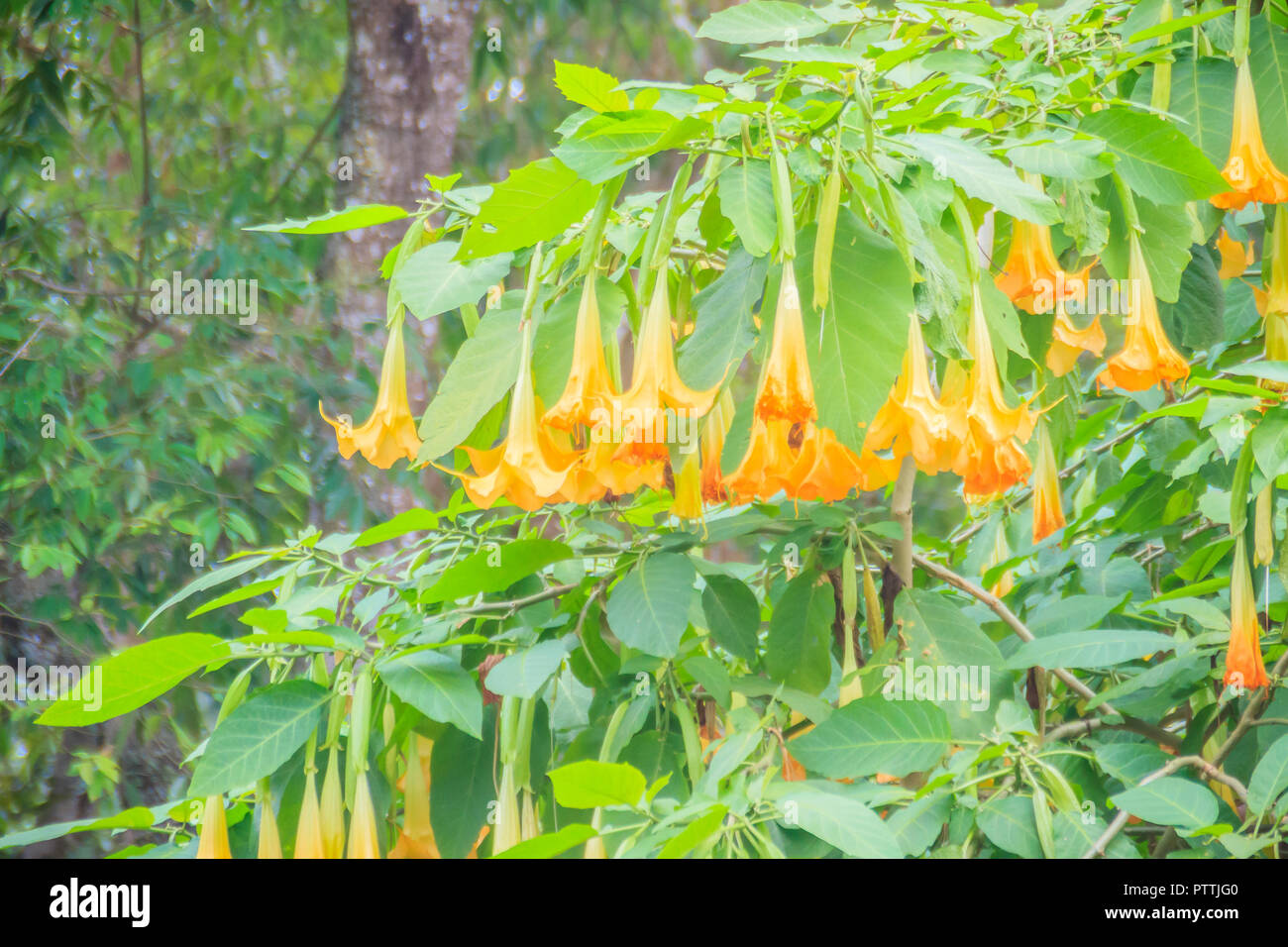 Yellow angel's trumpet flowers (Brugmansia suaveolens) on tree ...