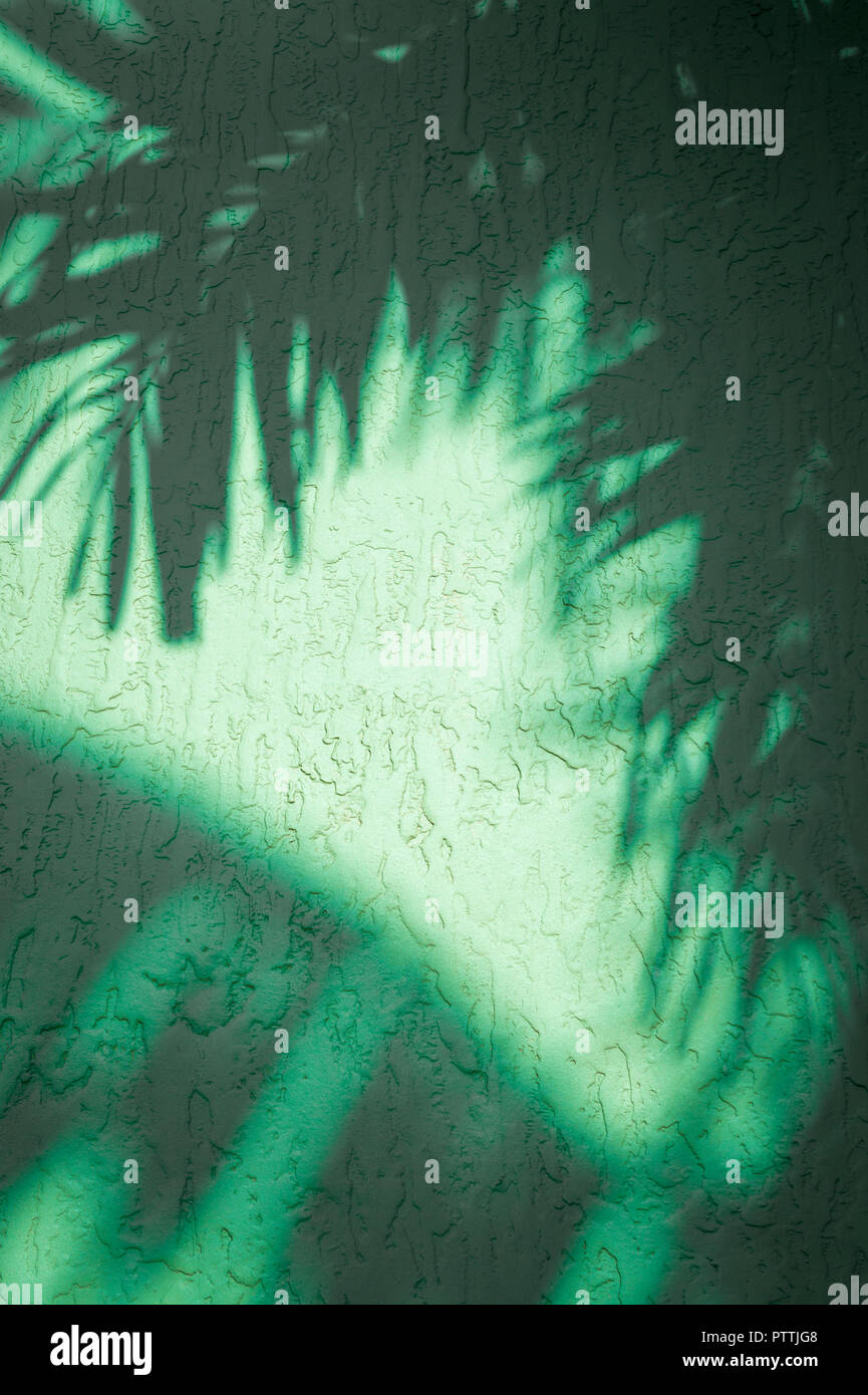 Tropical background of palm frond shadows on textured green wall Stock ...