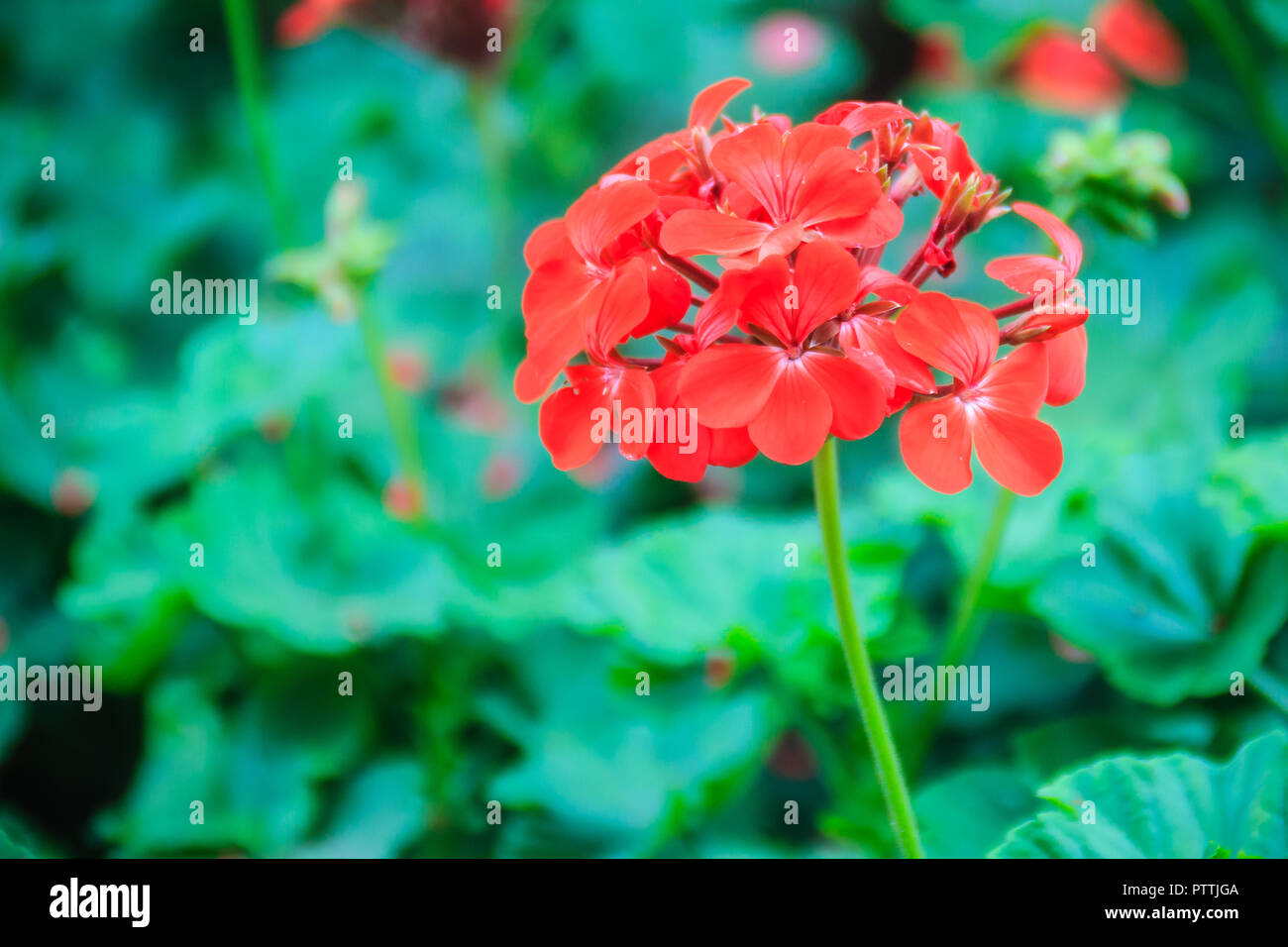 Red zonal geranium (Pelargonium zonale) flower with green leaves ...