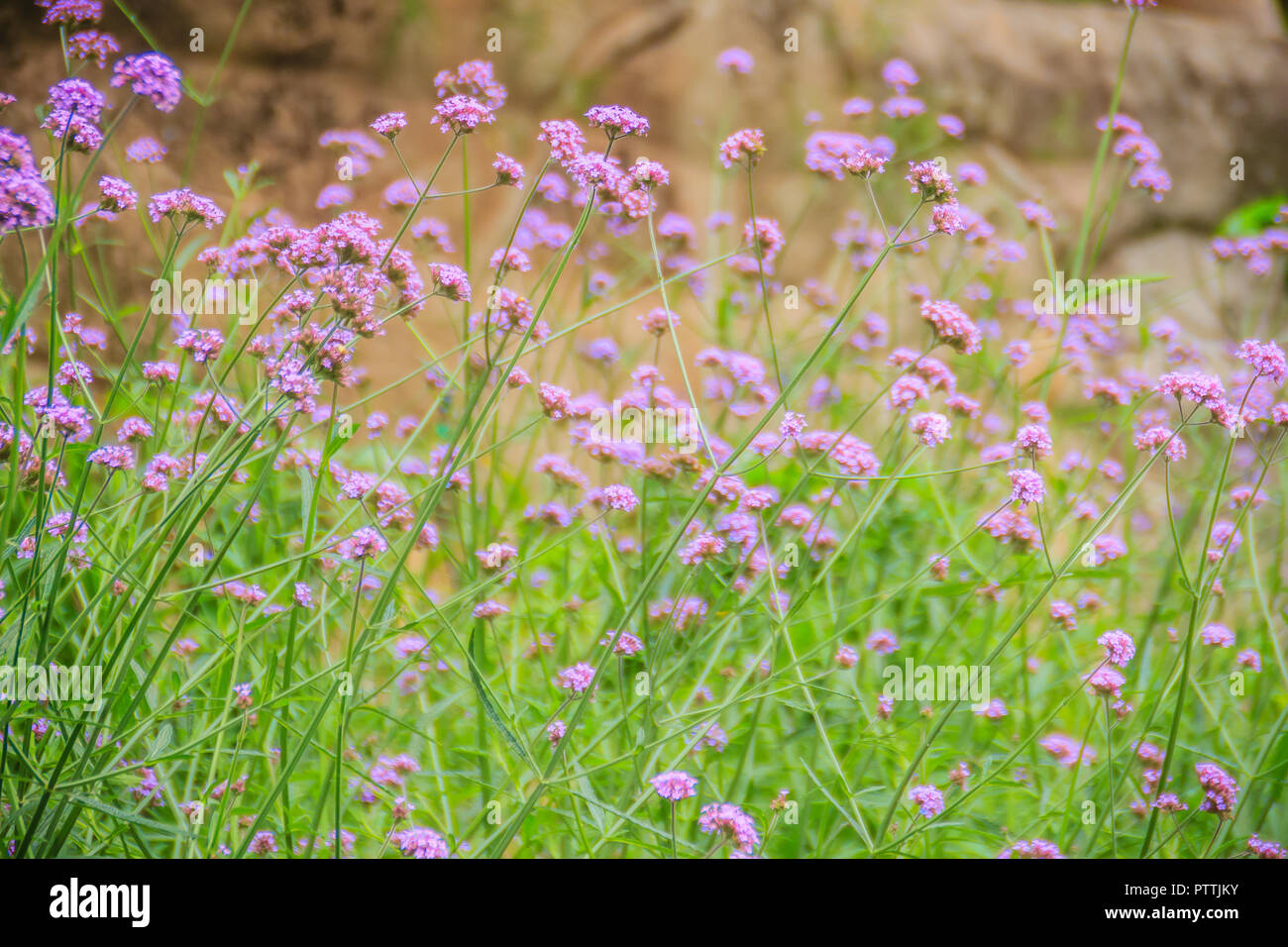 Beautiful purple flower of Verbena bonariensis, also know as purpletop ...