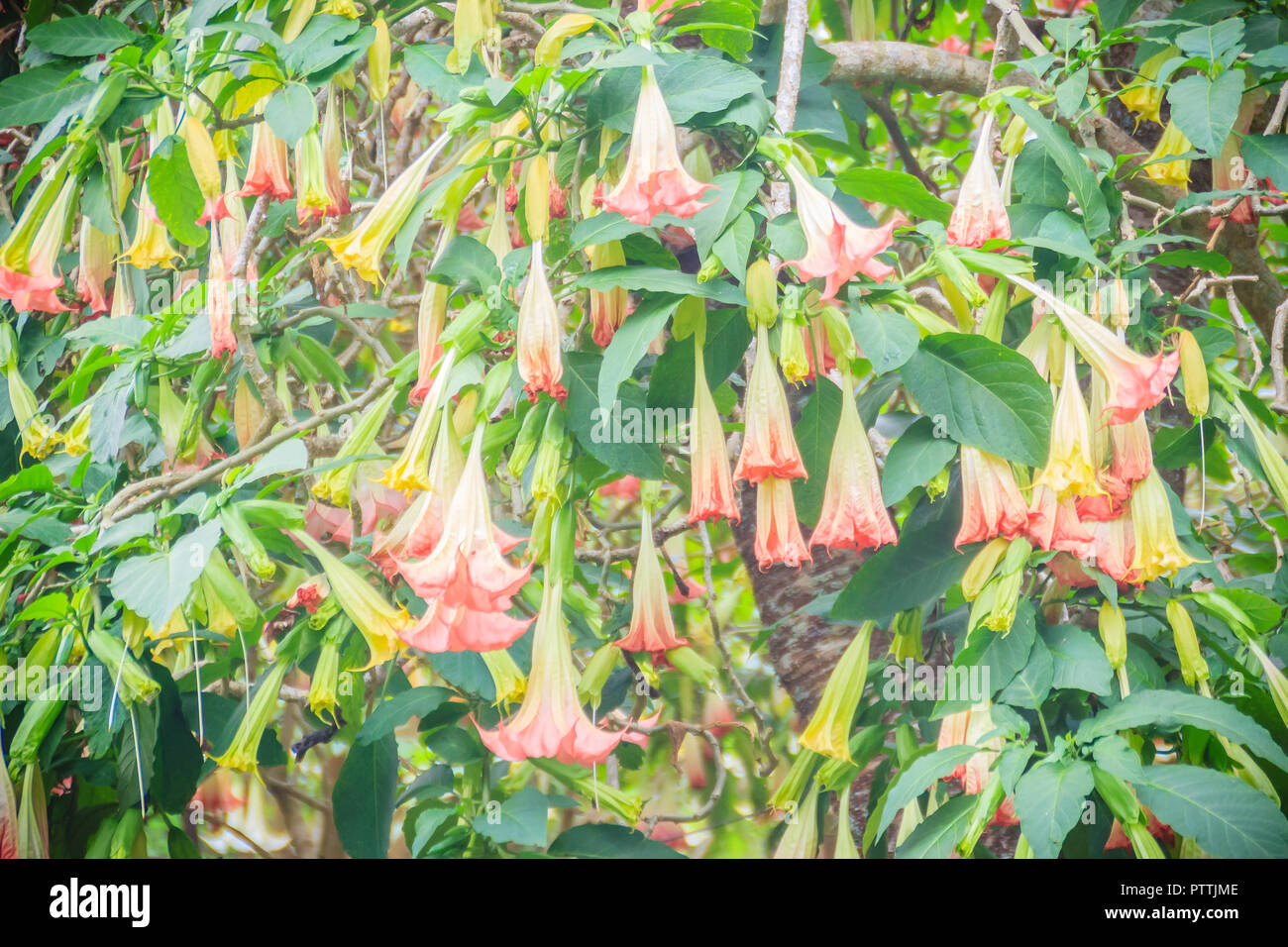 Pink angel's trumpet flowers (Brugmansia suaveolens) on tree ...