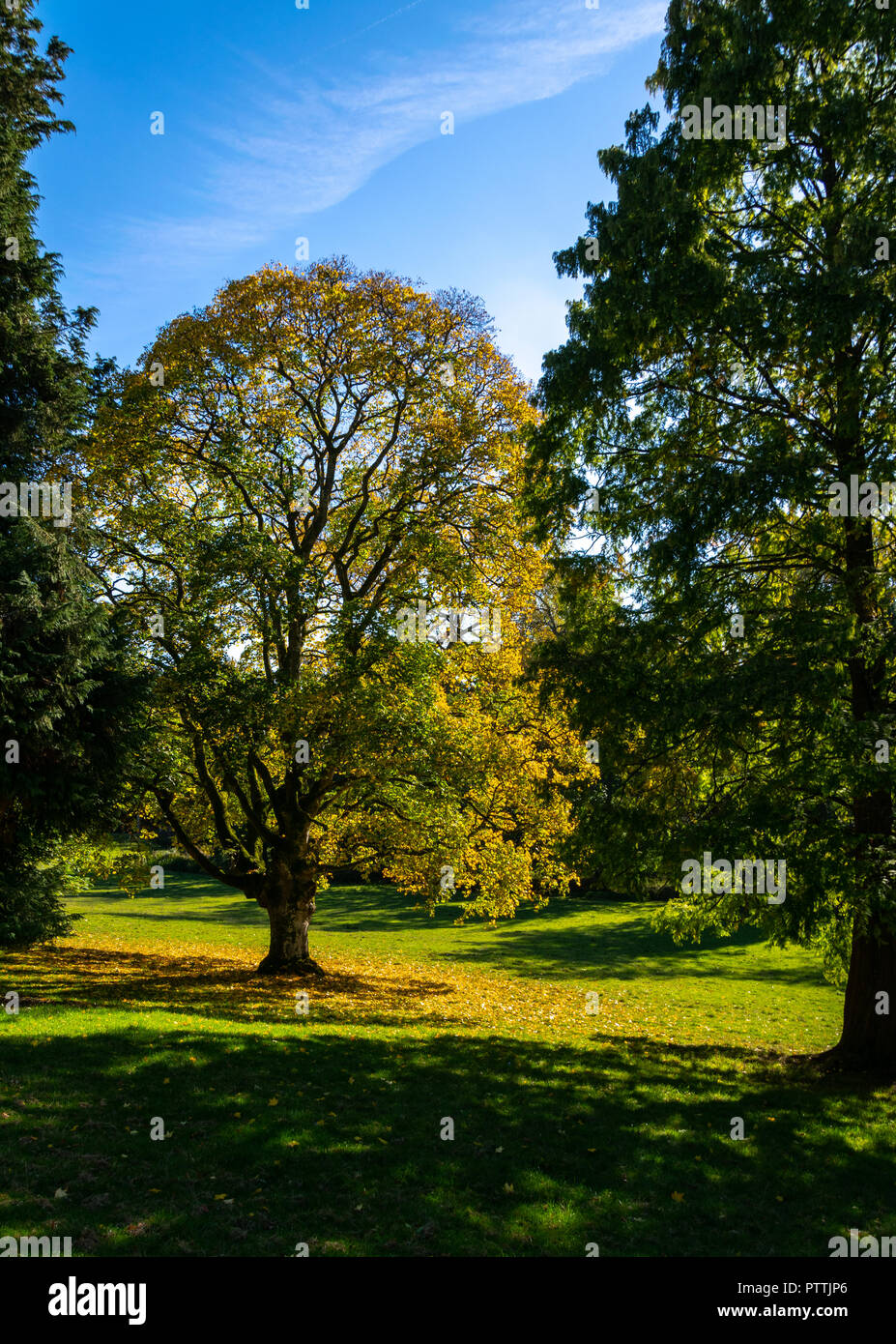 Tree showing the start of autumnal foliage Stock Photo - Alamy