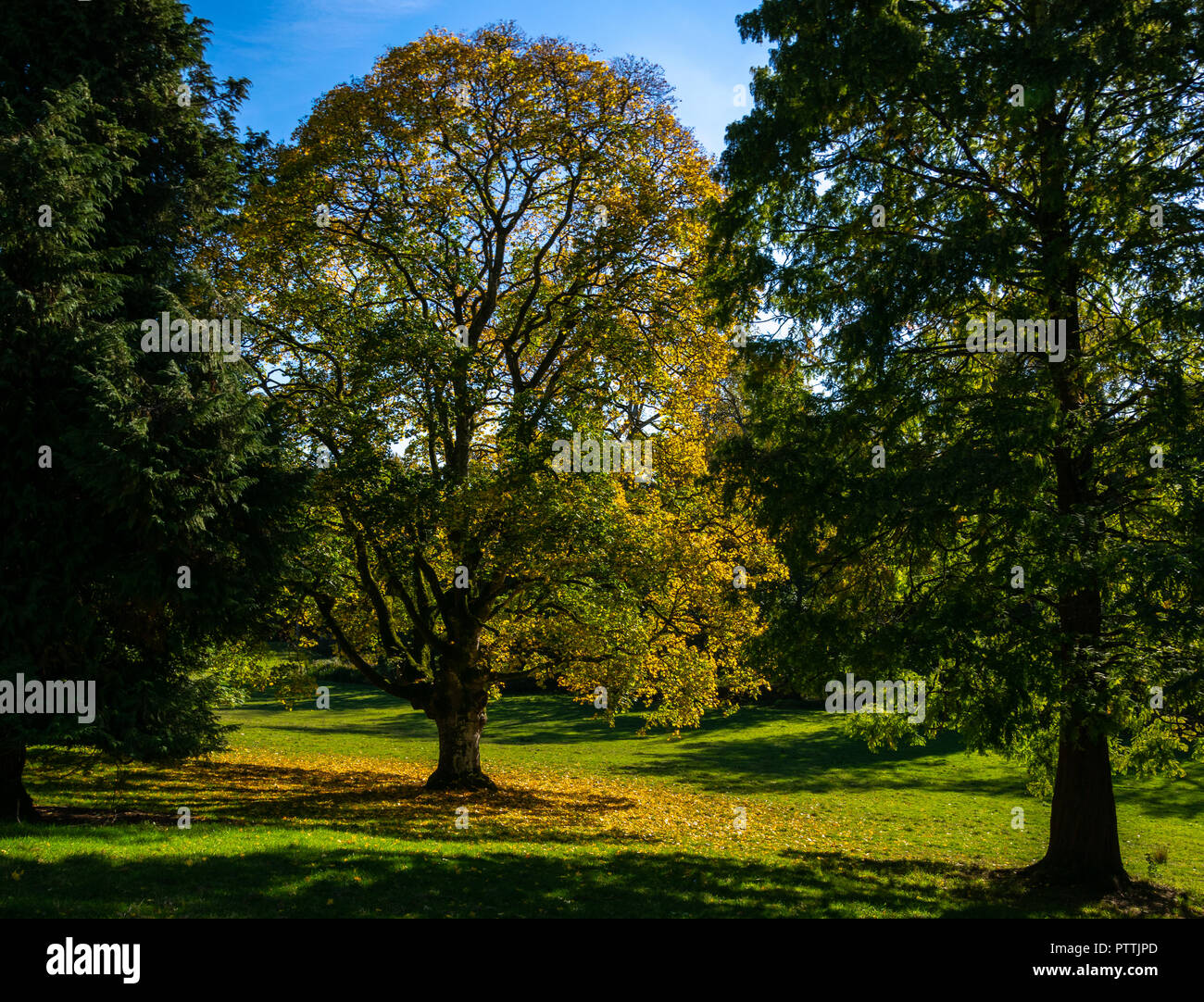 Showing foliage hi-res stock photography and images - Alamy