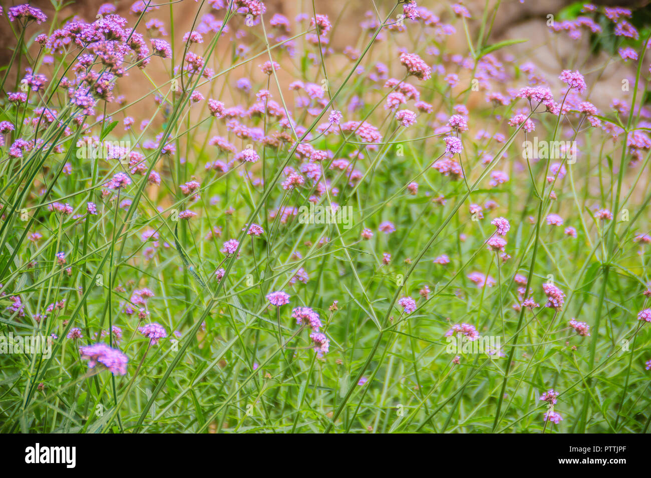 Beautiful purple flower of Verbena bonariensis, also know as purpletop ...