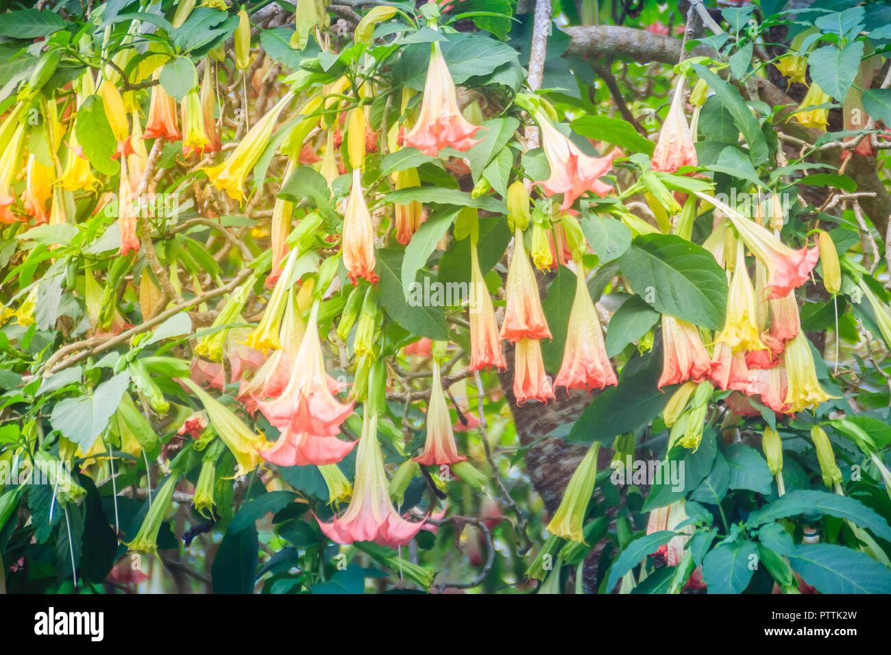 Pink angel's trumpet flowers (Brugmansia suaveolens) on tree ...