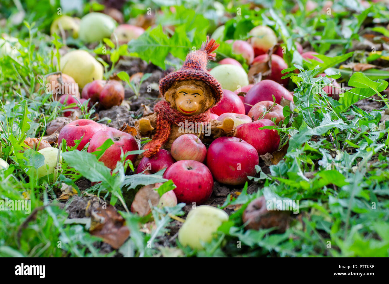 Monkey diet hi-res stock photography and images - Alamy