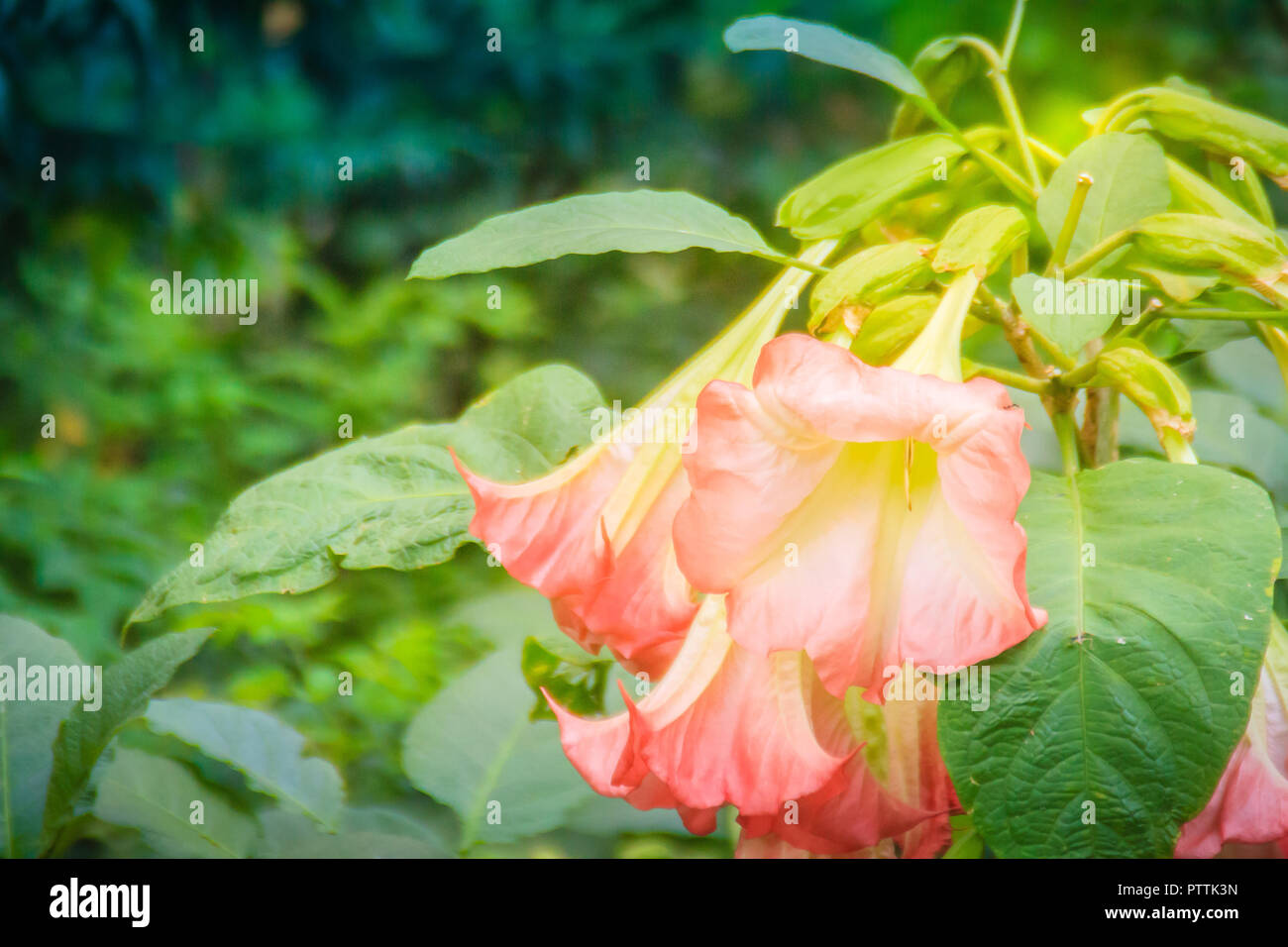 Pink angel's trumpet flowers (Brugmansia suaveolens) on tree ...