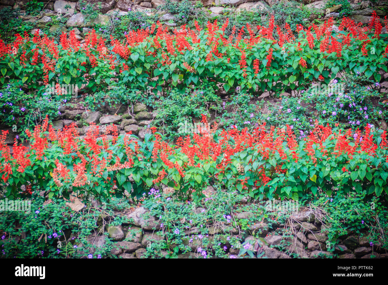 Salvia splendens ‘blaze of fire’ hi-res stock photography and images ...