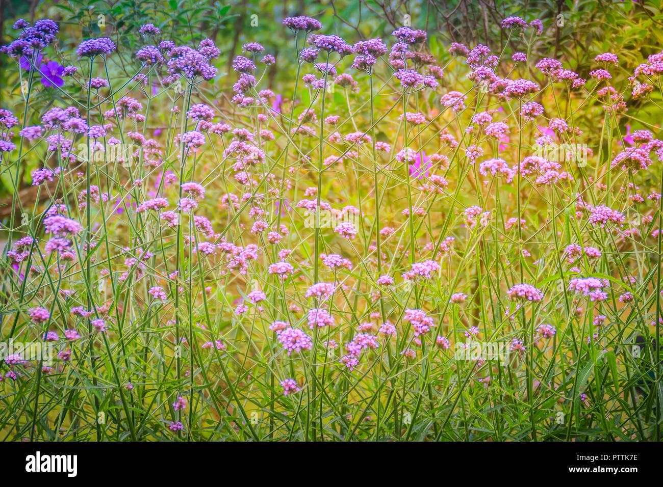 Beautiful Purple Flower Of Verbena Bonariensis Also Know As Purpletop