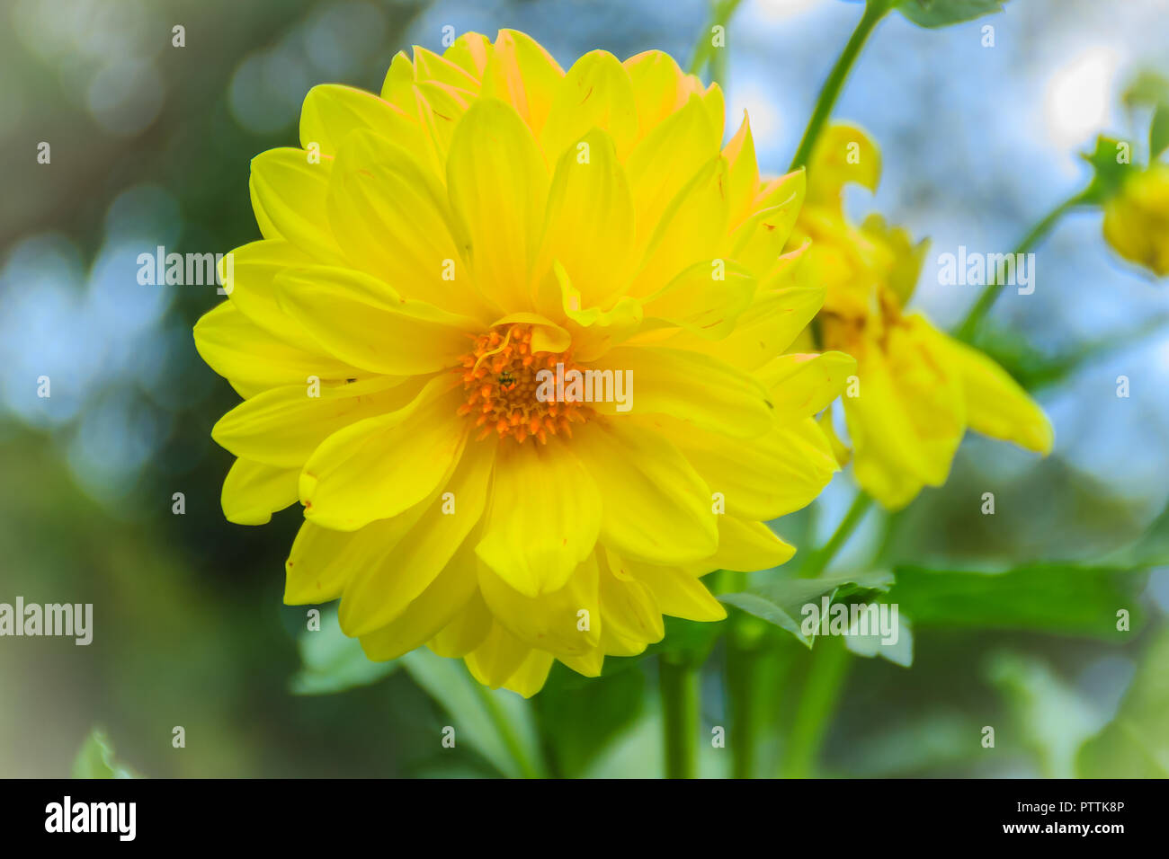 Yellow dahlia hybrid flower full blooming in the garden. Dahlia is a ...