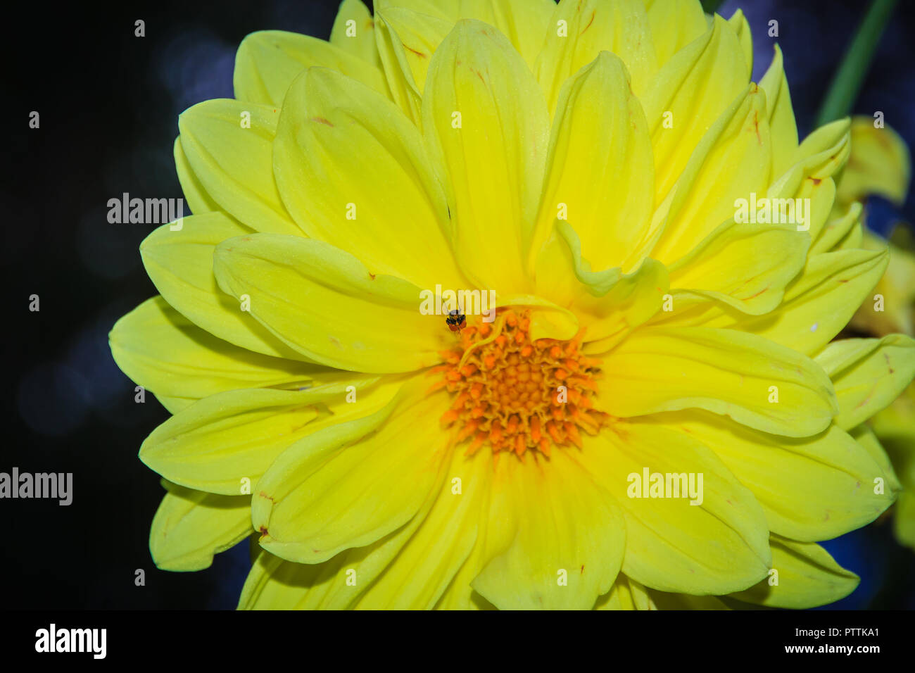 Yellow dahlia hybrid flower full blooming in the garden. Dahlia is a ...