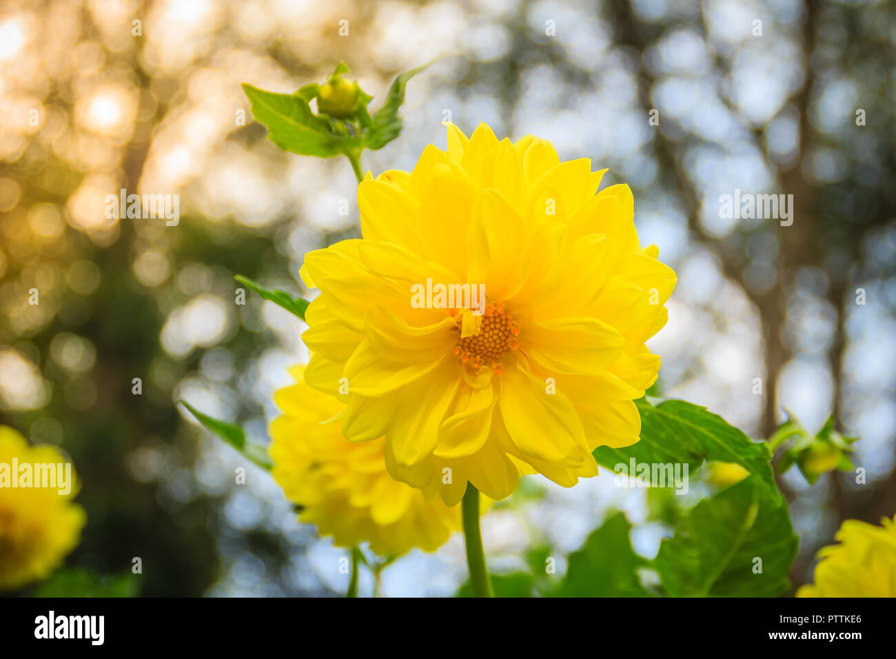 Yellow dahlia hybrid flower full blooming in the garden. Dahlia is a ...